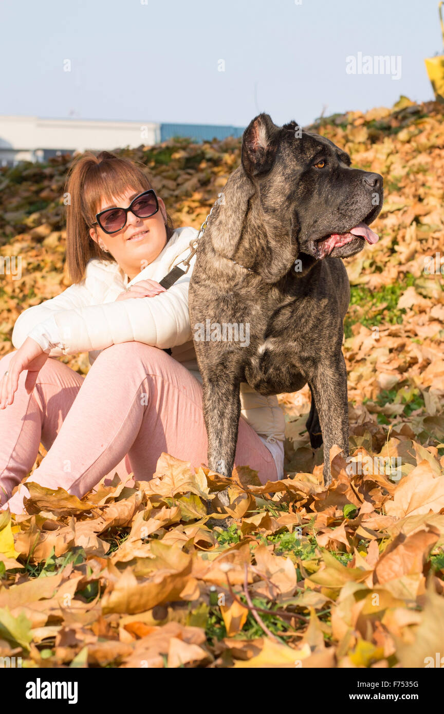 Female cane corso hi-res stock photography and images - Alamy