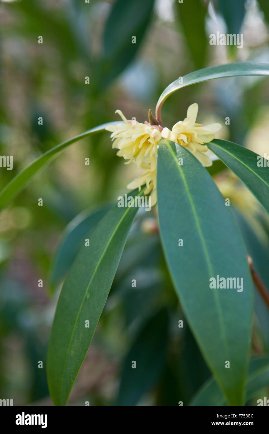 Simonsii hi-res stock photography and images - Alamy