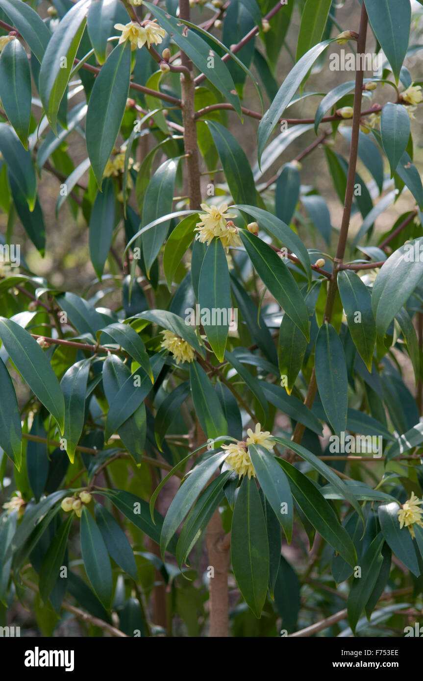 Simonsii hi-res stock photography and images - Alamy