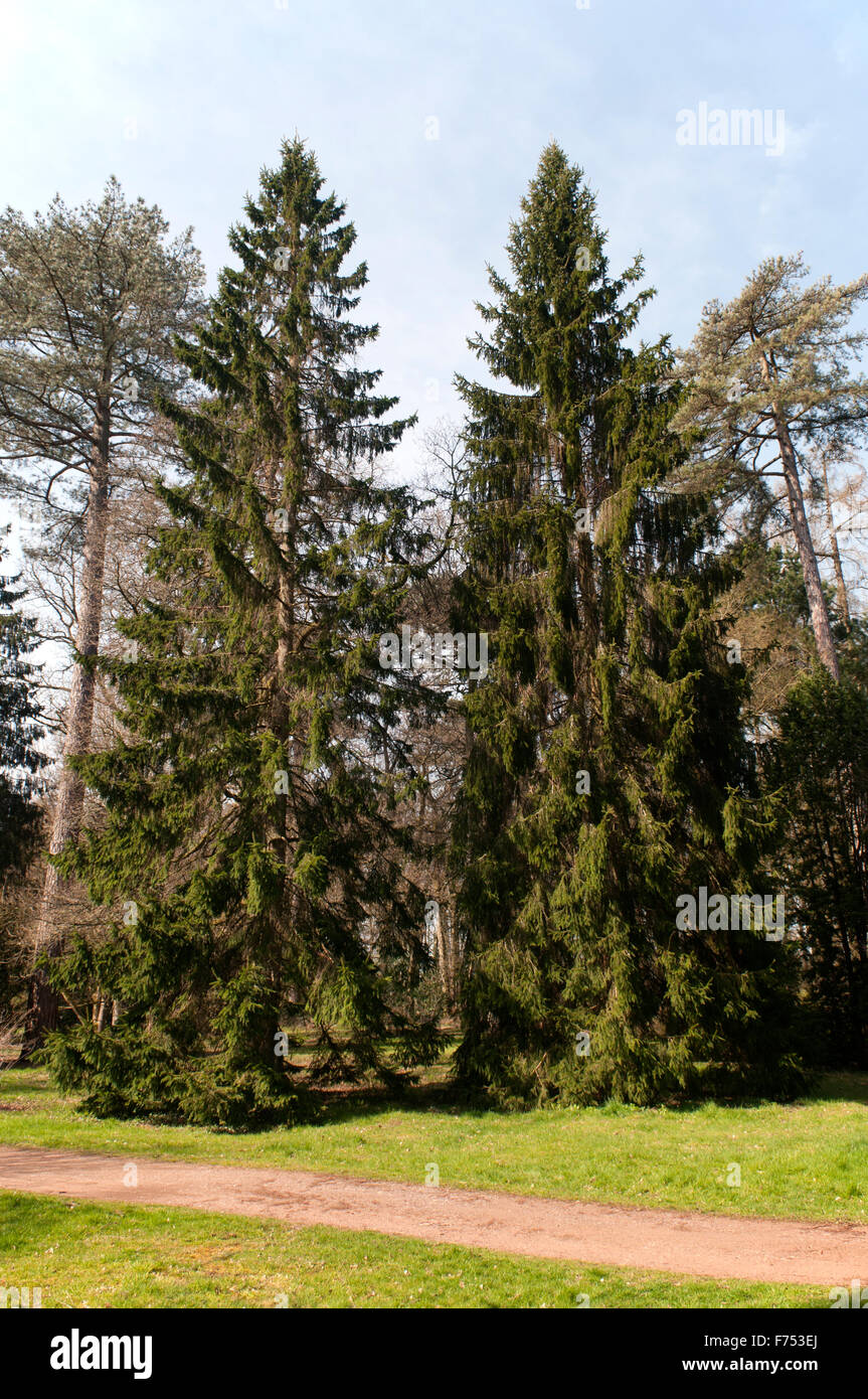 Picea abies hi-res stock photography and images - Alamy