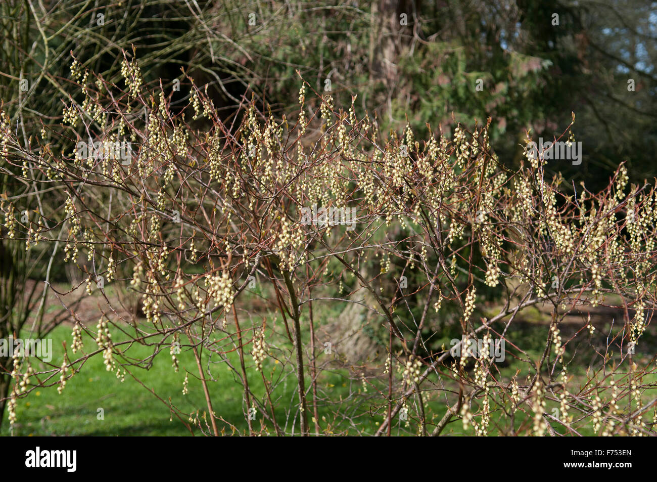 Stachyurus praecox hi-res stock photography and images - Alamy