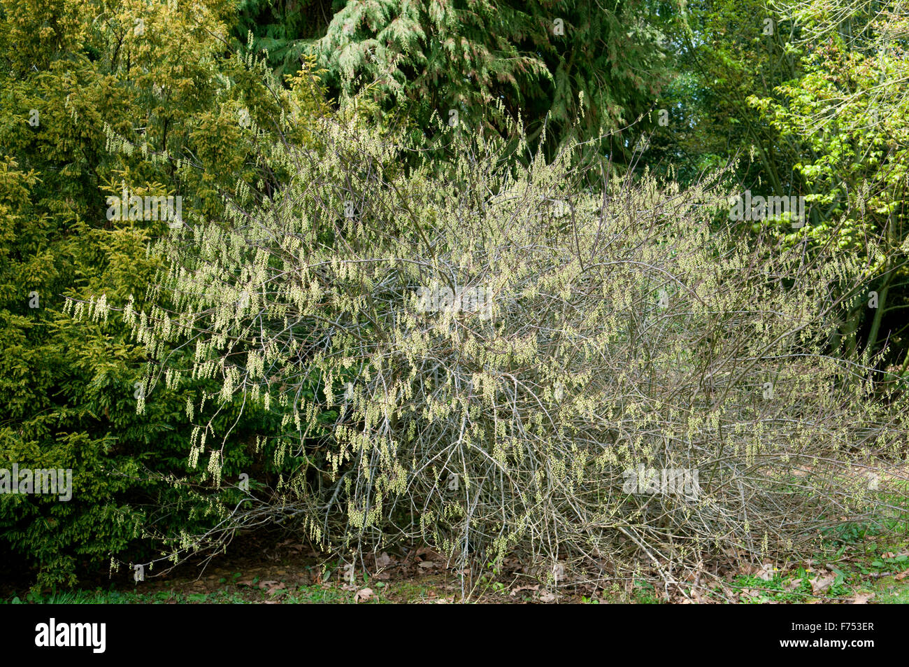 Stachyurus praecox hi-res stock photography and images - Alamy