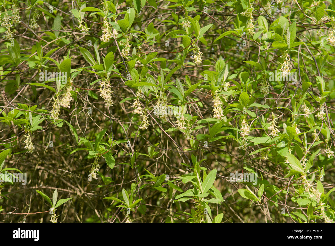 Oemleria cerasiformis flowers hi-res stock photography and images - Alamy