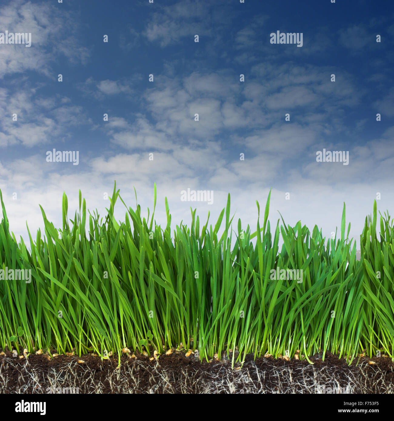 Field roots hi-res stock photography and images - Alamy