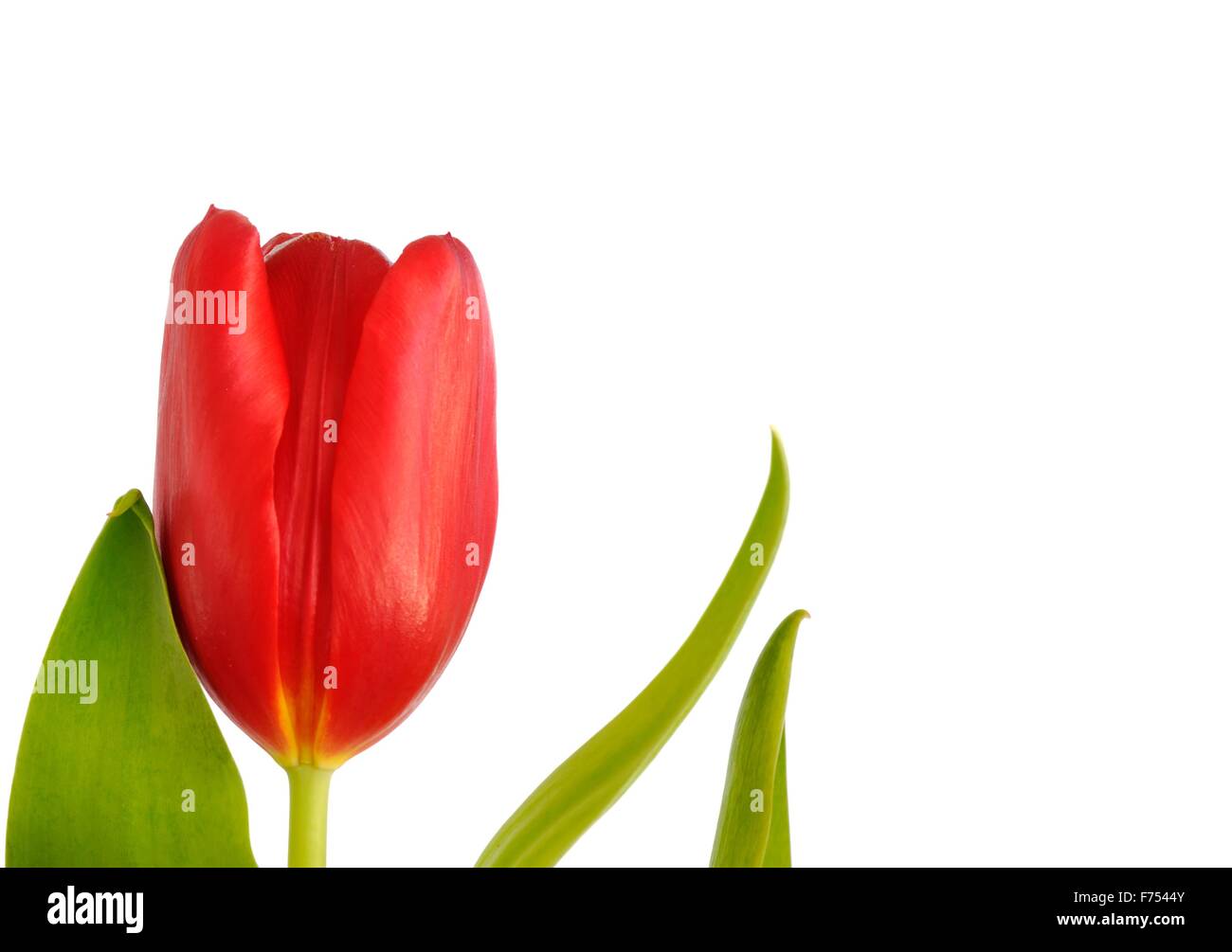 Copy space tulip valentine hi-res stock photography and images - Alamy
