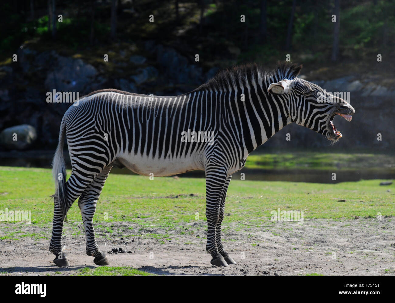 Zebra yawning hi-res stock photography and images - Alamy