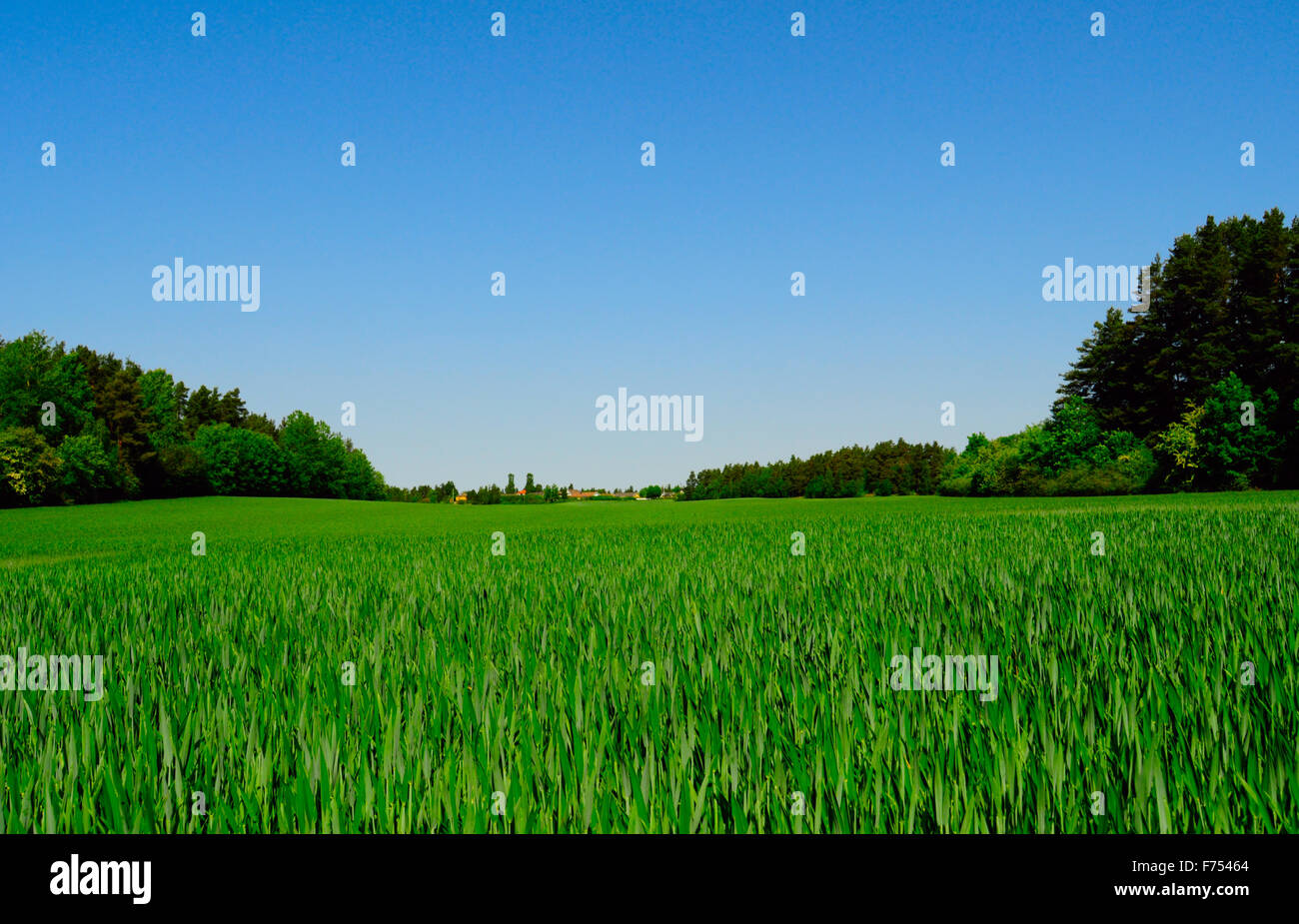 crispy green field Stock Photo - Alamy