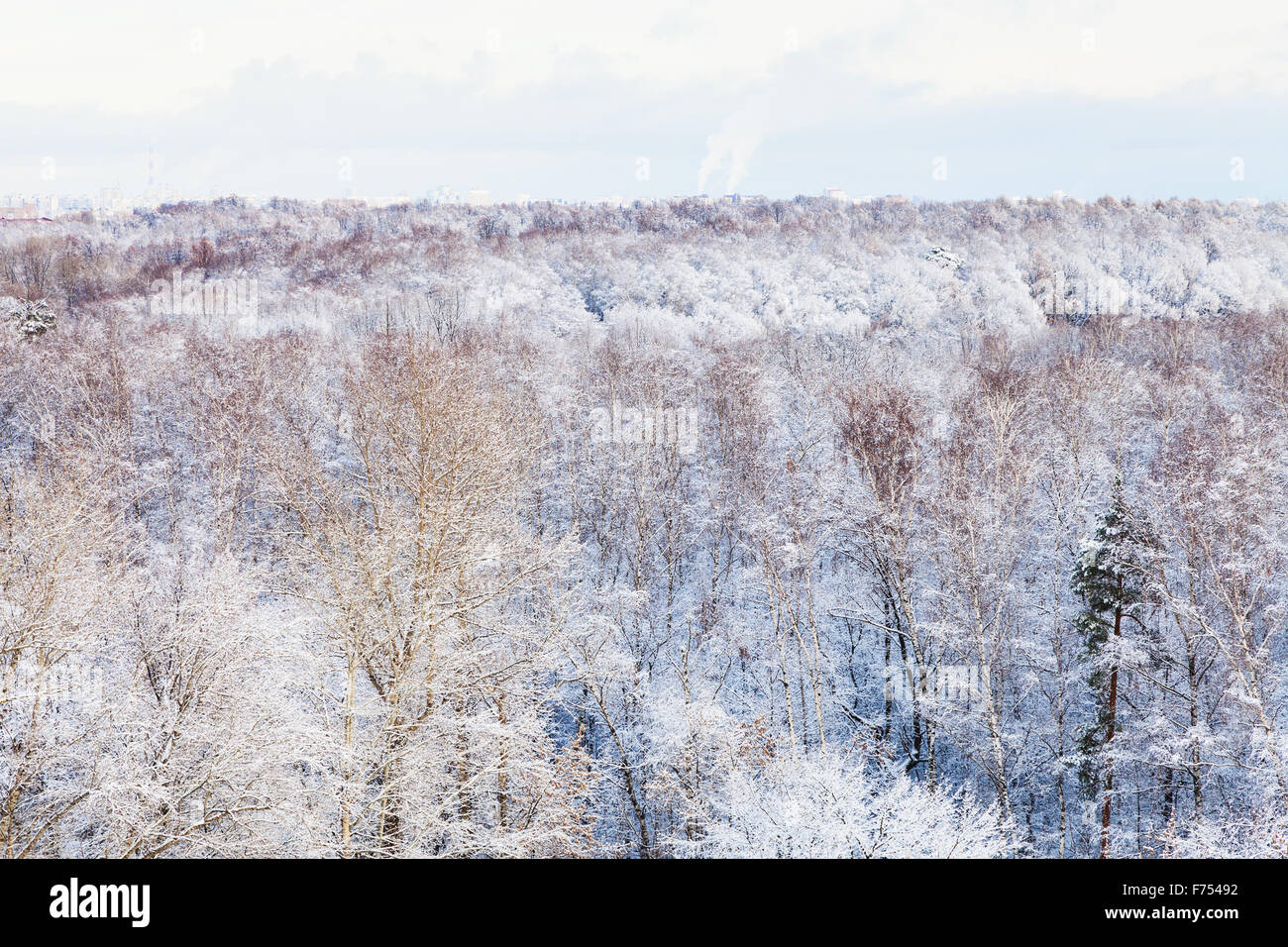 snow trees in forest in winter season Stock Photo - Alamy