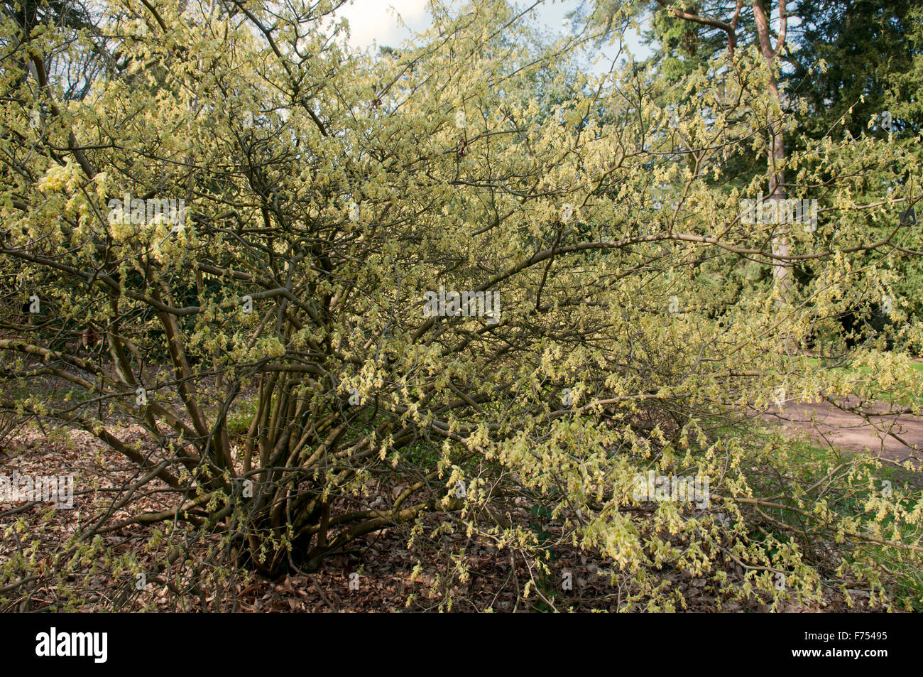 CORYLOPSIS SPICATA AUREA Stock Photo - Alamy