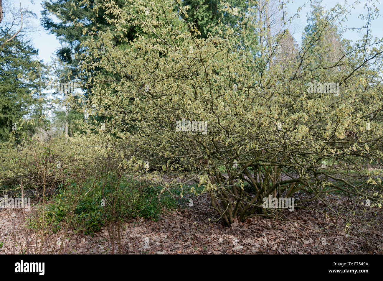 CORYLOPSIS SPICATA AUREA Stock Photo - Alamy