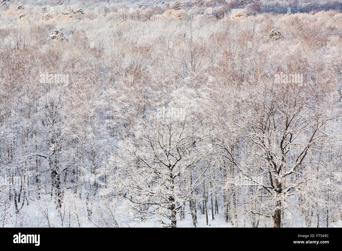 snow oak trees in frozen forest in winter season Stock Photo - Alamy