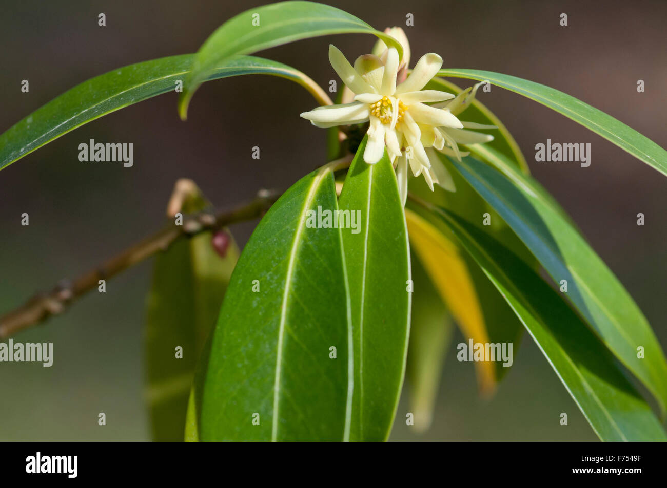 Illicium flower hi-res stock photography and images - Alamy