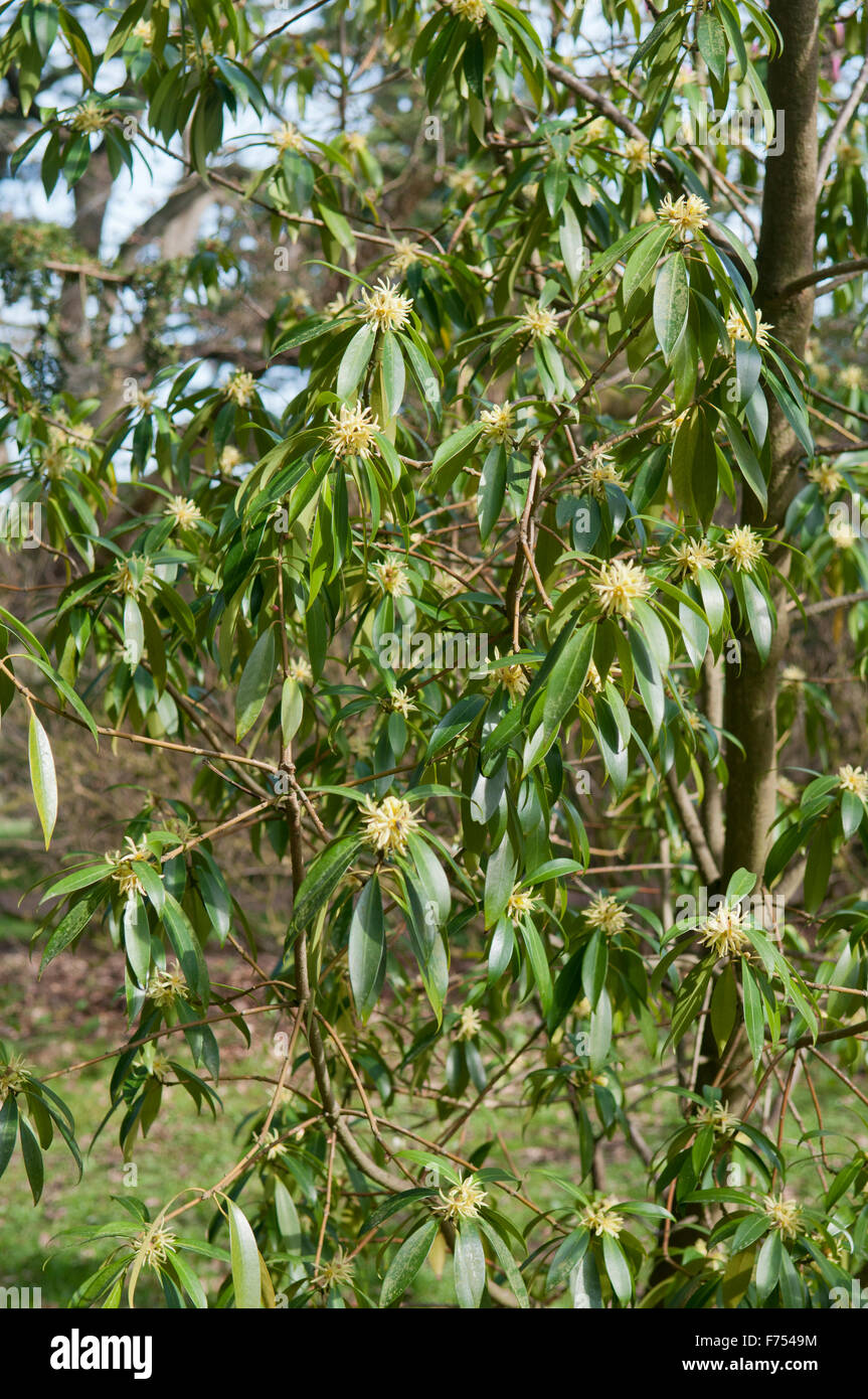 Simonsii hi-res stock photography and images - Alamy