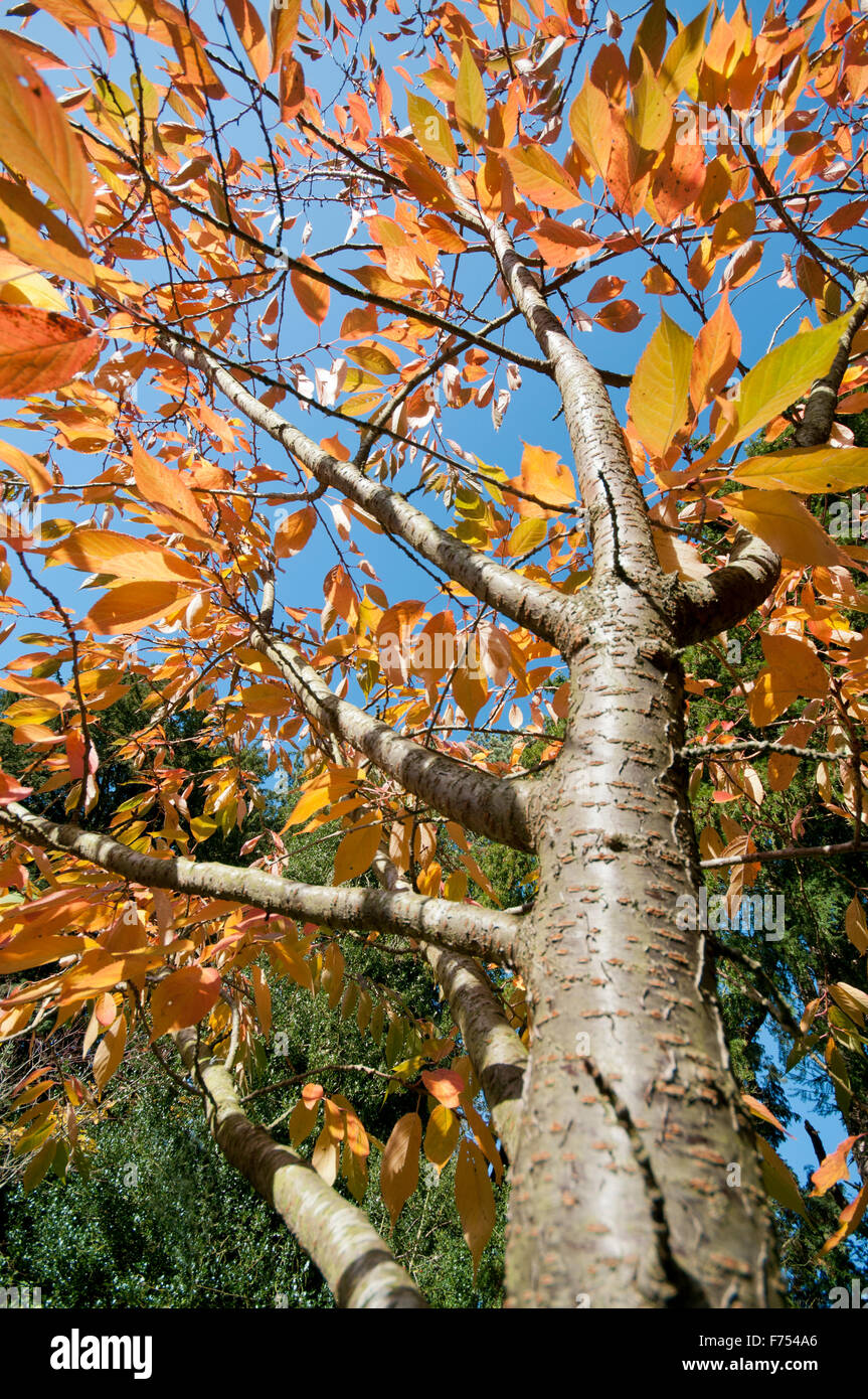 Prunus autumn colour hi-res stock photography and images - Alamy