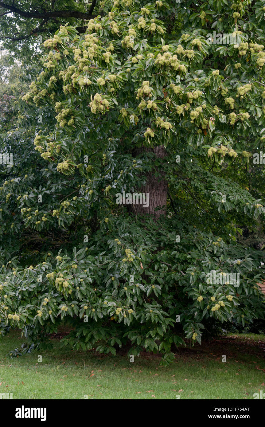Castanea hi-res stock photography and images - Alamy