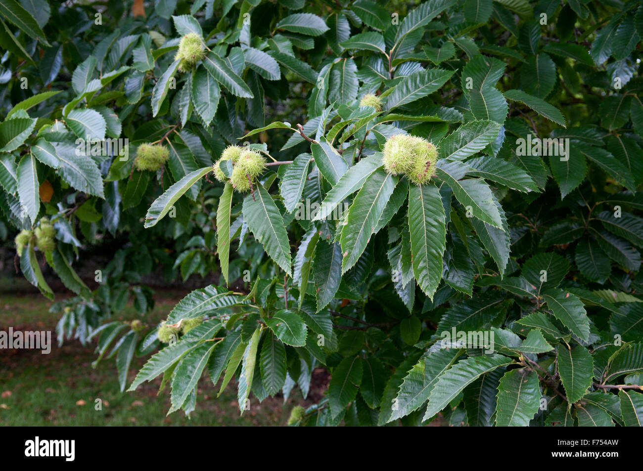 Castanea hi-res stock photography and images - Alamy