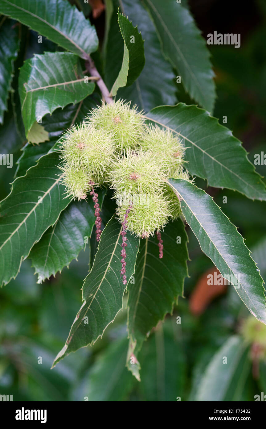 Castanea hi-res stock photography and images - Alamy