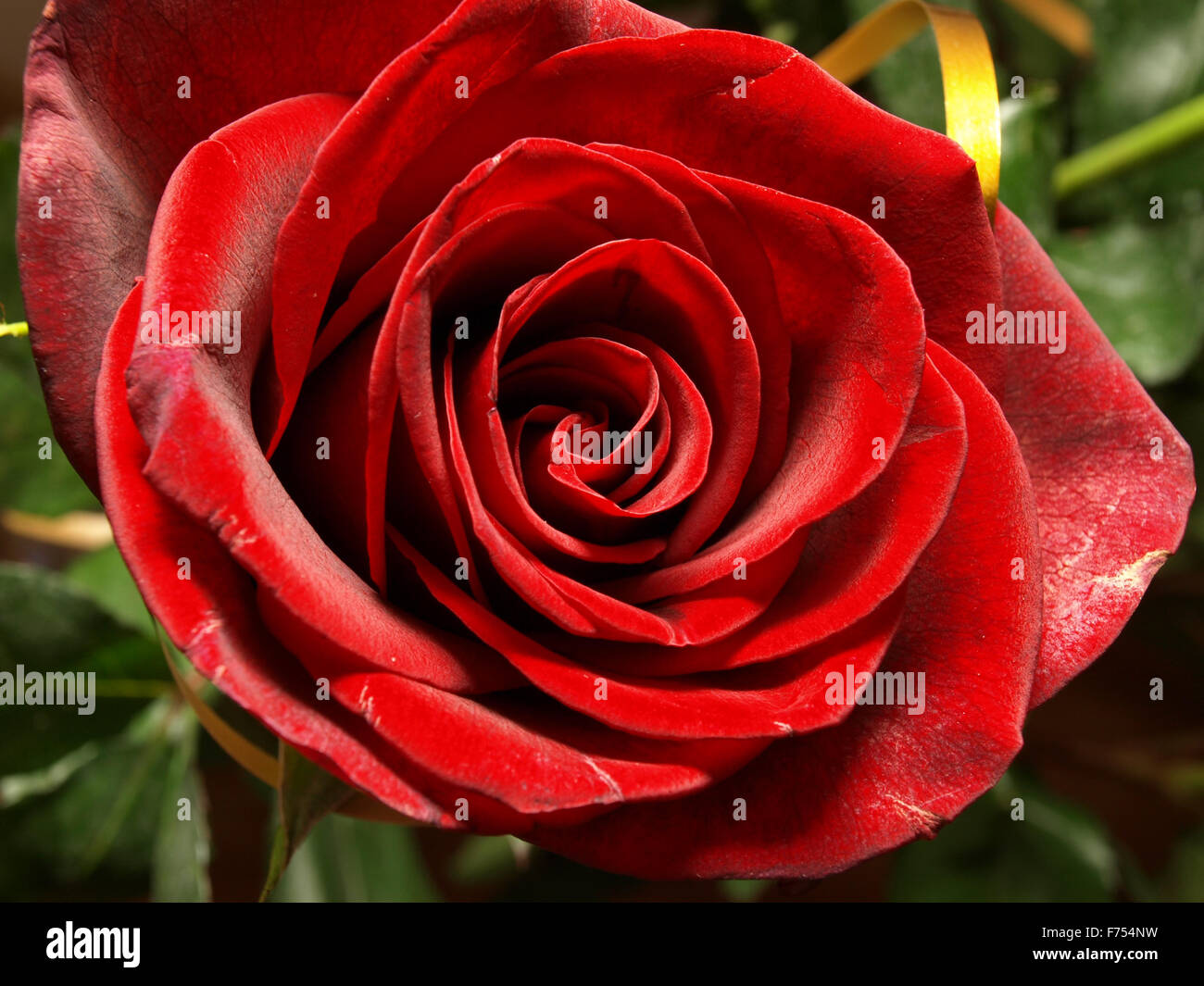 Macro photography red rose hi-res stock photography and images - Alamy