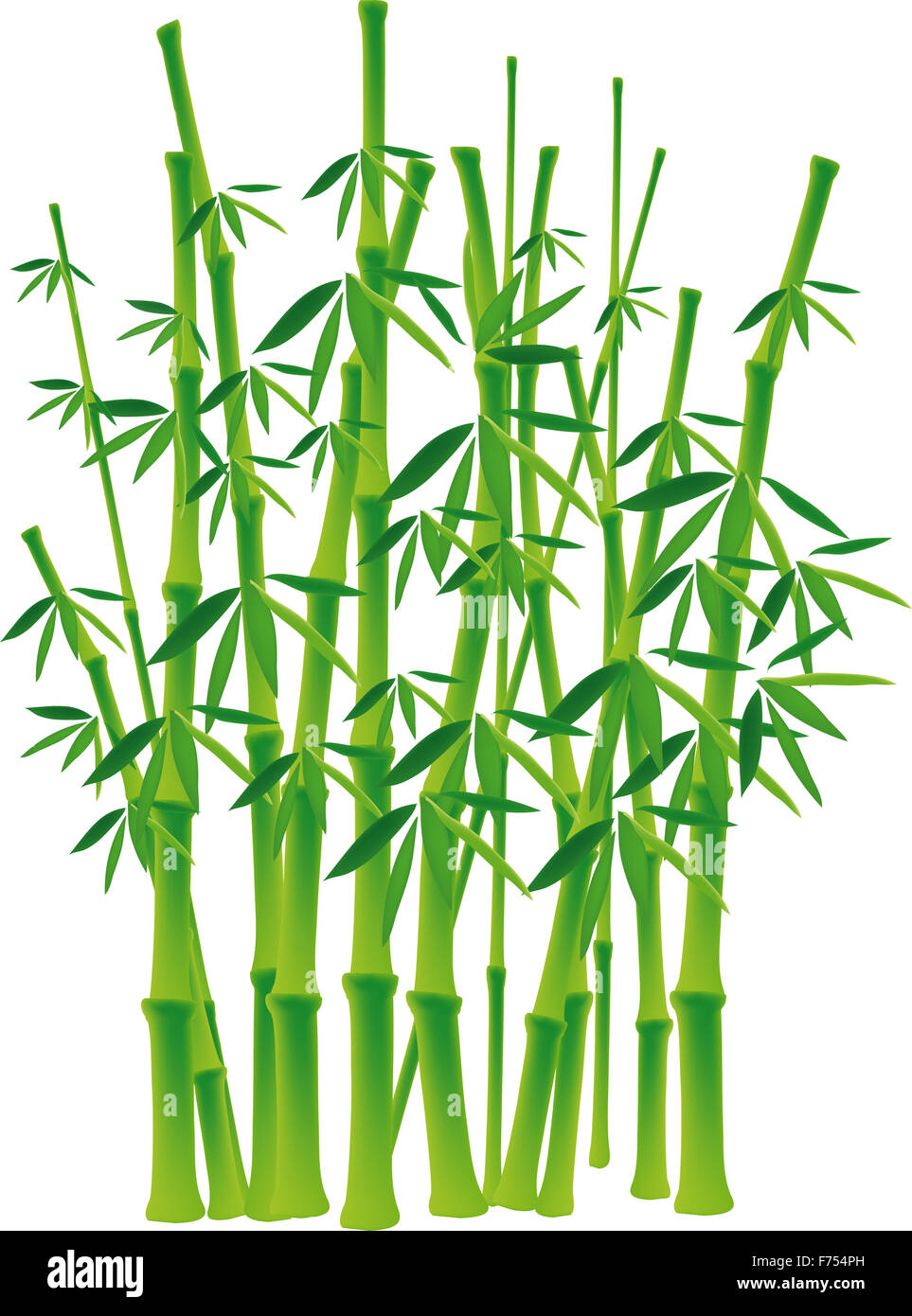 Dwarf Bamboo High Resolution Stock Photography and Images - Alamy