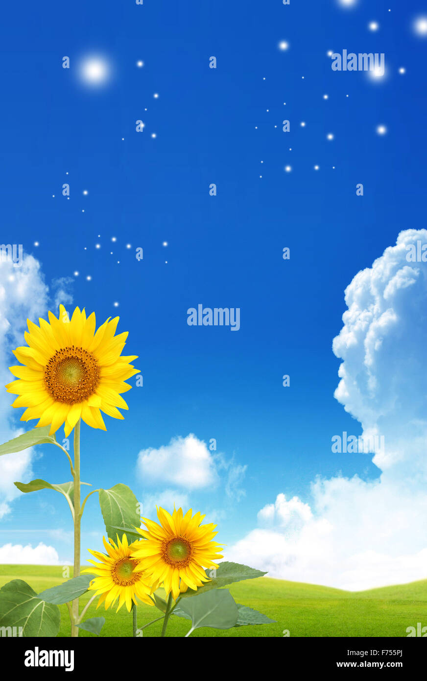 Frozen sunflower field hi-res stock photography and images - Alamy