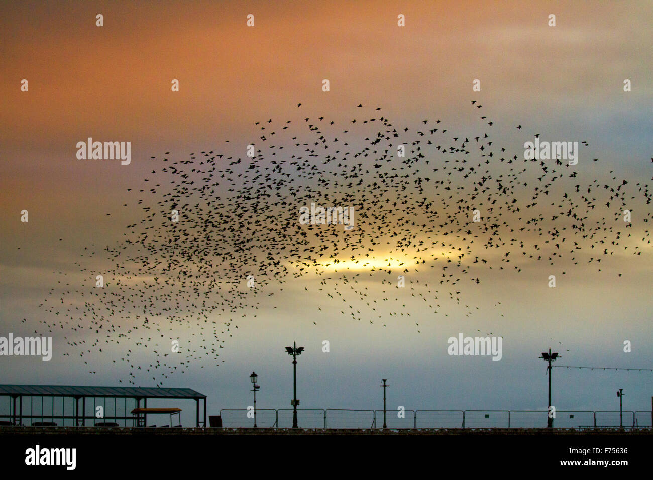 flock fly animal starling flight swarm bird dusk murmuration blackpool ...