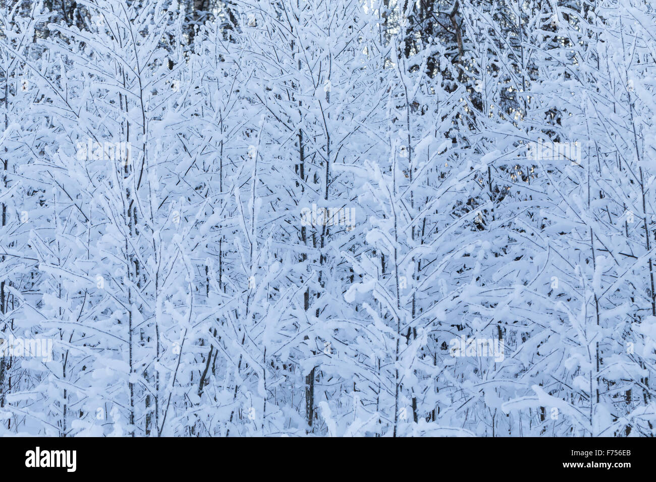 Winter trees background. Winter landscape with trees Stock Photo - Alamy