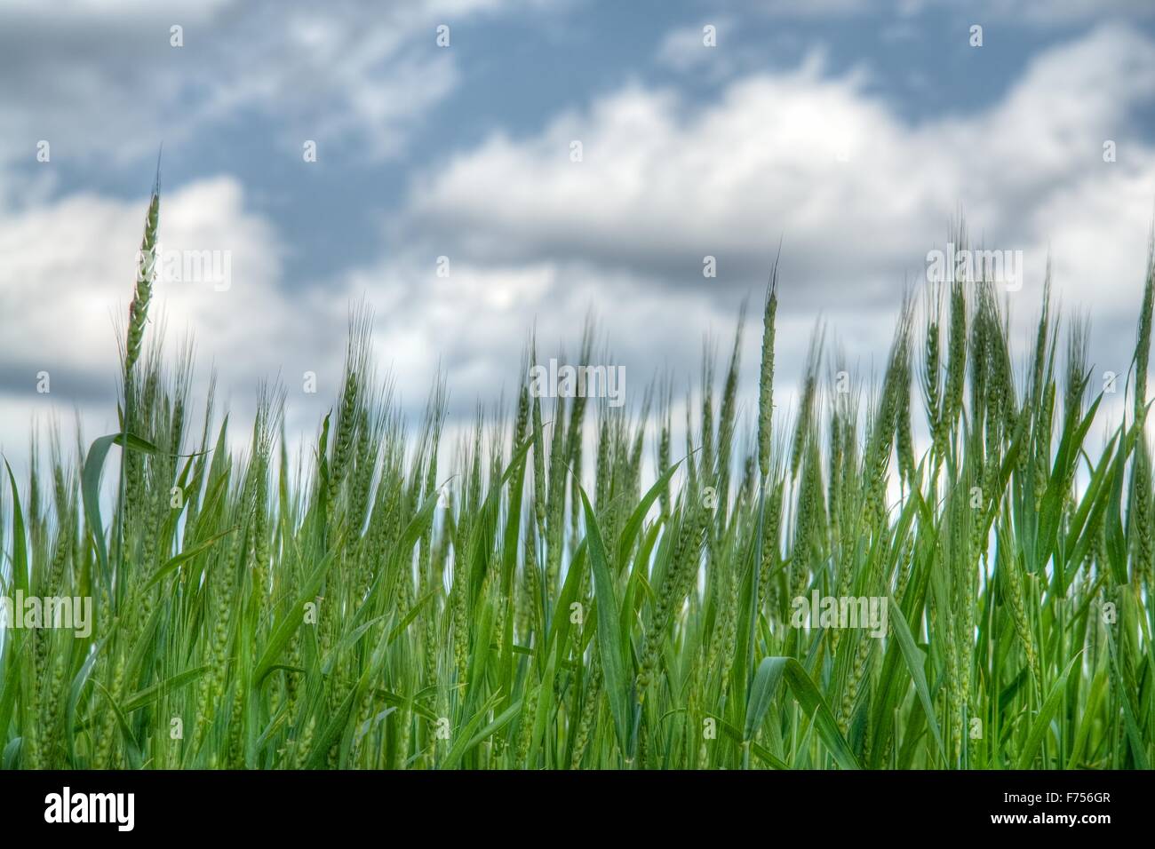 Ears of rye Stock Photo - Alamy