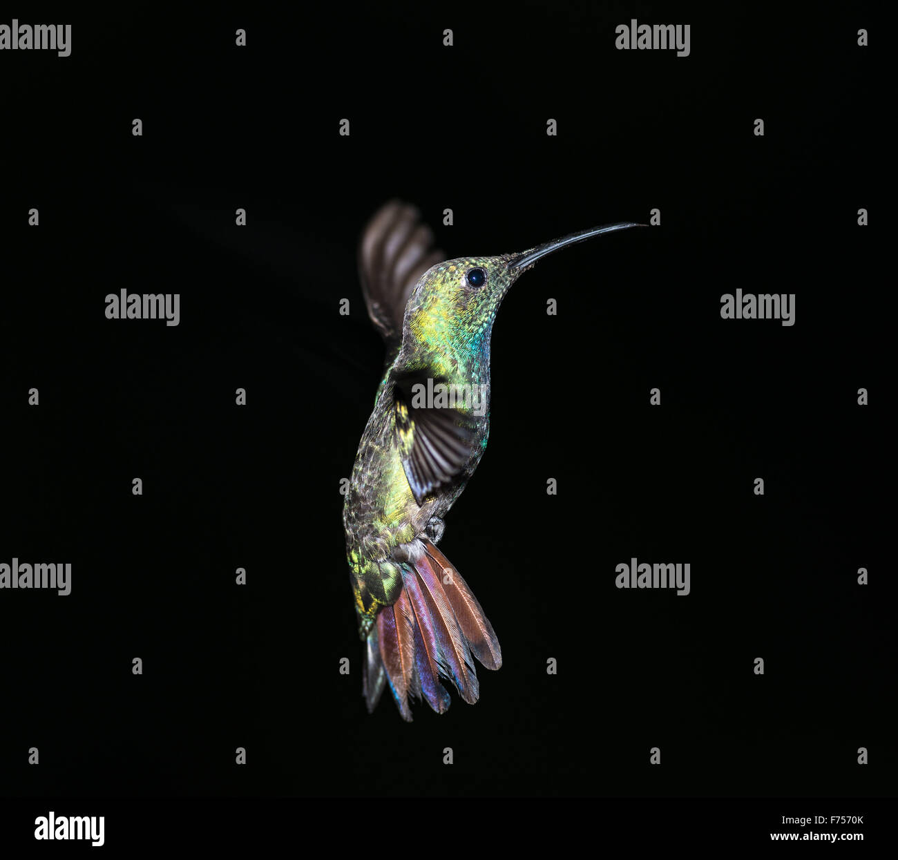 Rufous-tailed hummingbird frozen in flight with flash at feeders in ...