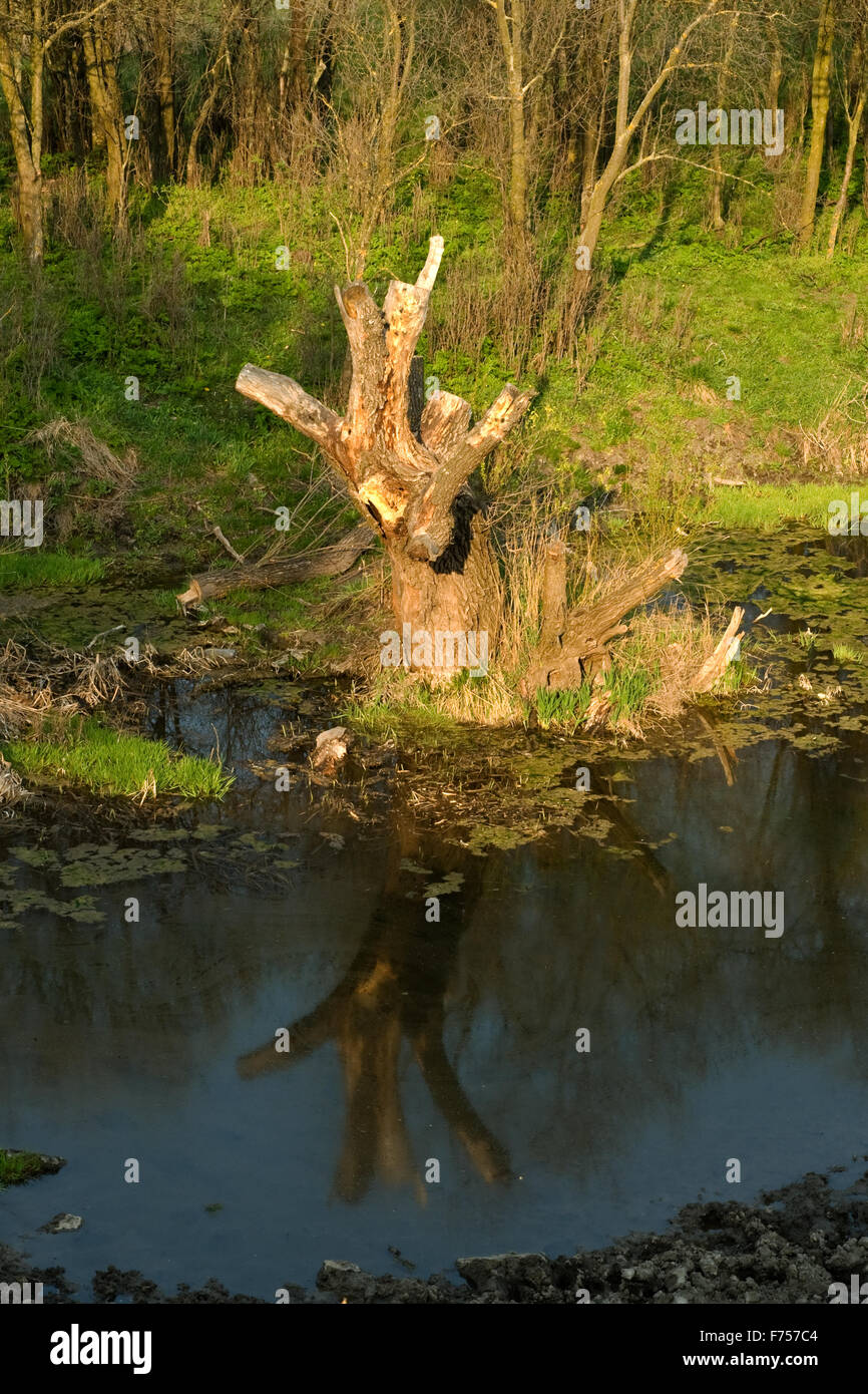 Dead wood with hi-res stock photography and images - Alamy