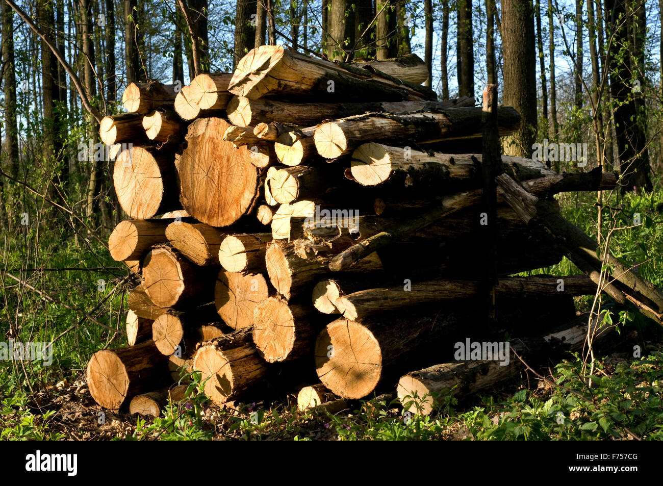 Truncate tree hi-res stock photography and images - Alamy