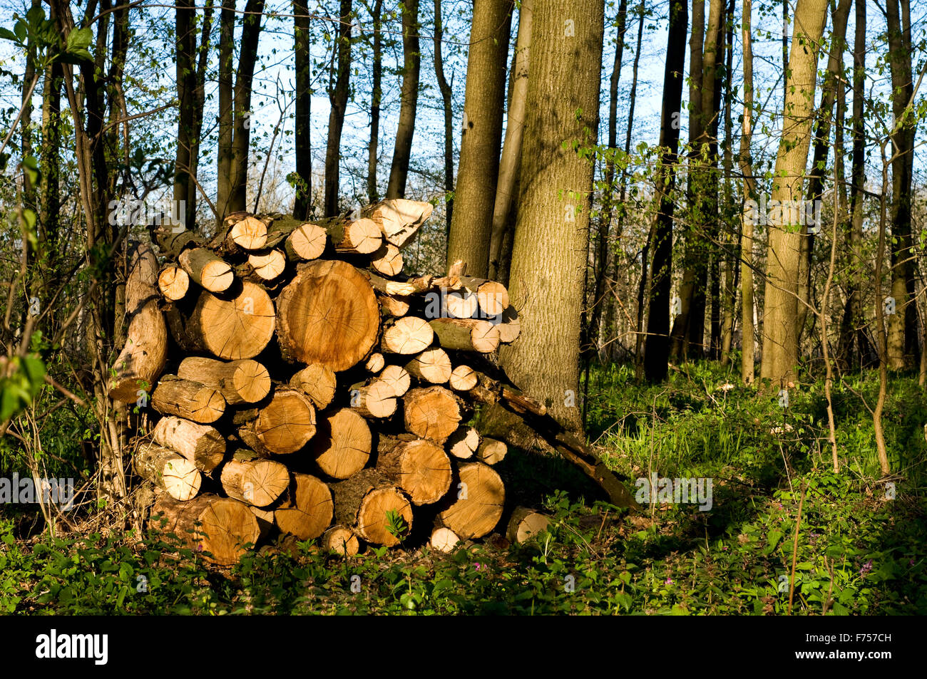 Truncate tree hi-res stock photography and images - Alamy