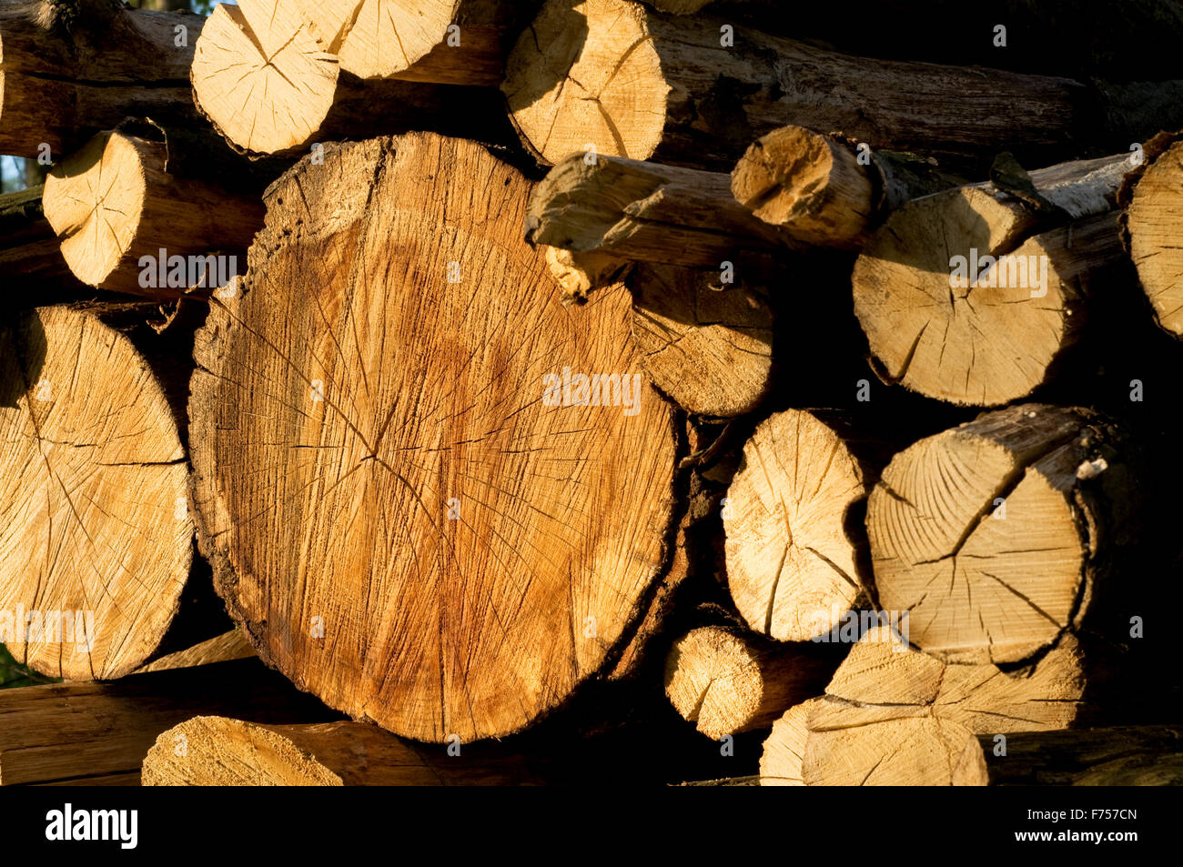 Truncate tree hi-res stock photography and images - Alamy
