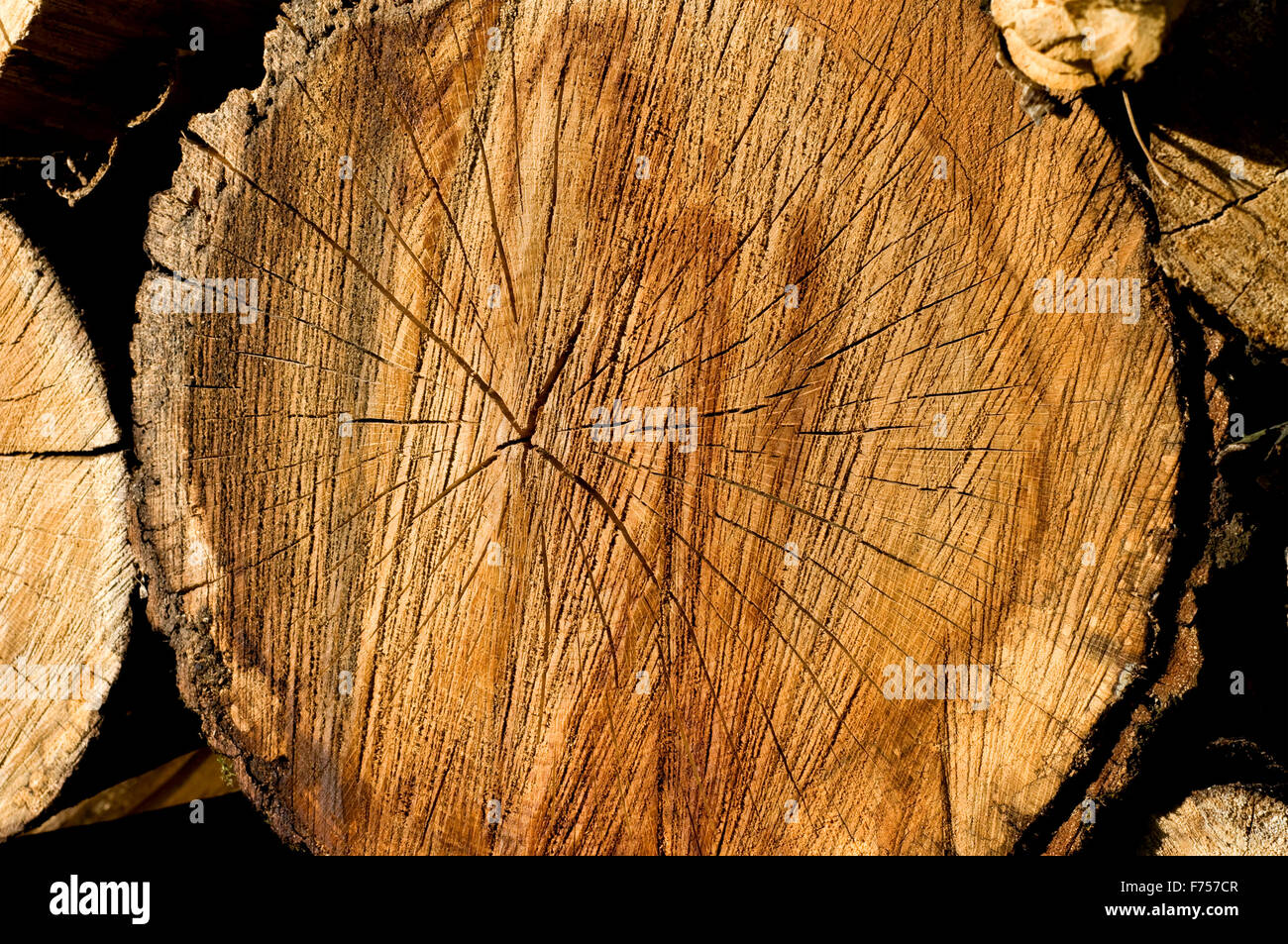 Truncate tree hi-res stock photography and images - Alamy