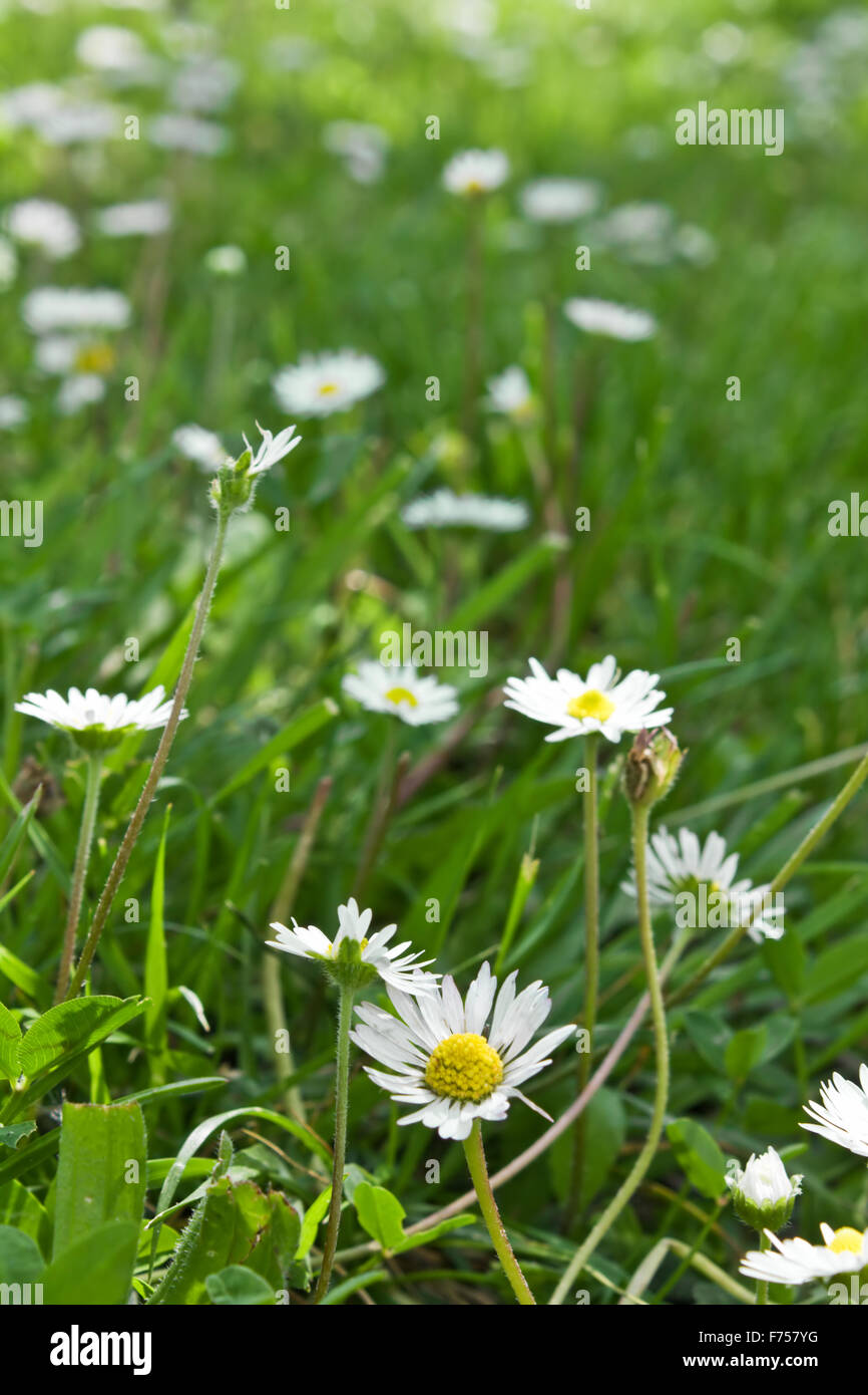 Bright dasies hi-res stock photography and images - Alamy