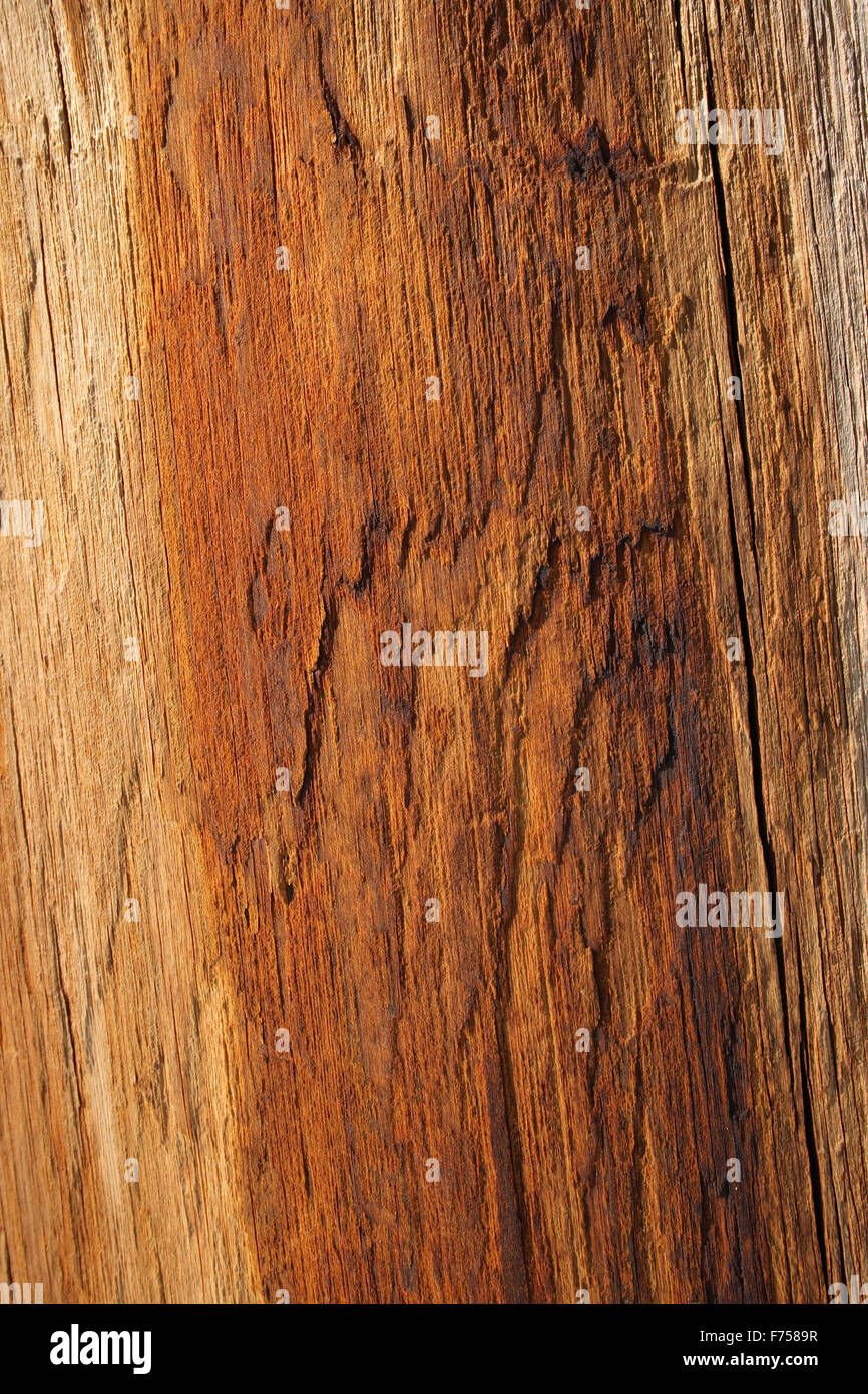 Wood texture of warm orange color Stock Photo - Alamy