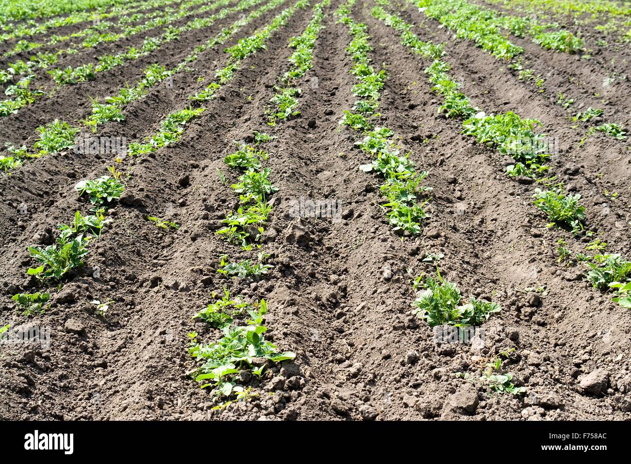 Earth field hi-res stock photography and images - Alamy