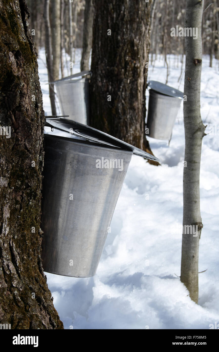 Maple tree syrup hi-res stock photography and images - Alamy