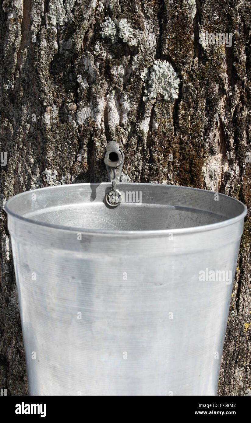 Droplet of sap flowing into a pail to produce maple syrup Stock Photo ...