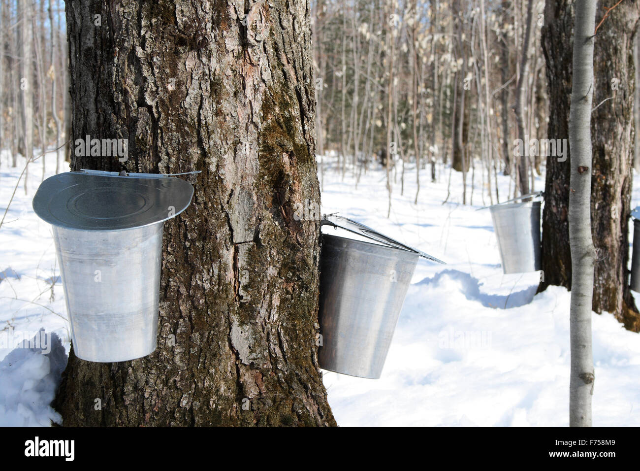 Spring ´┐¢ maple syrup season Stock Photo - Alamy