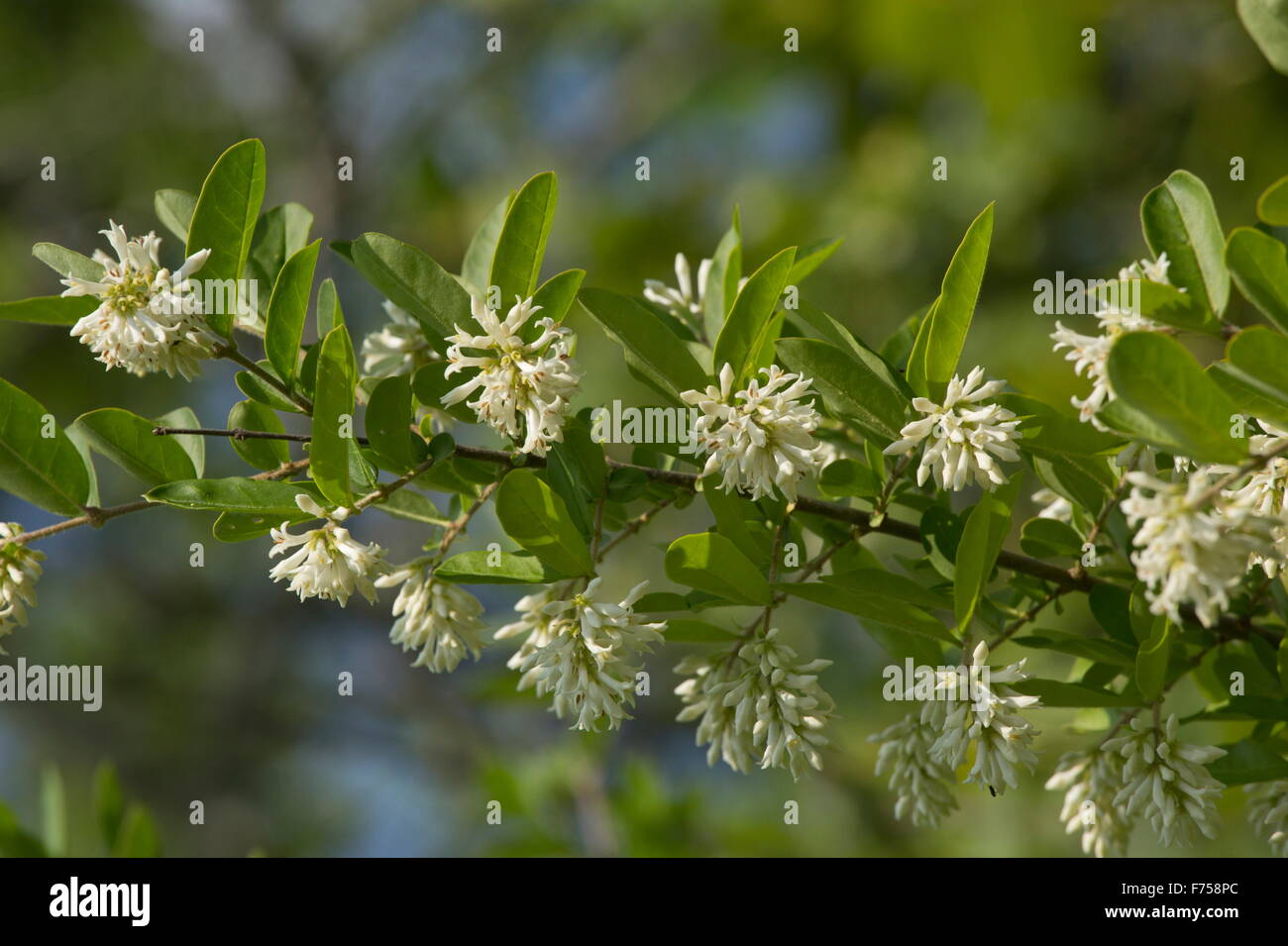 Border privet hi-res stock photography and images - Alamy