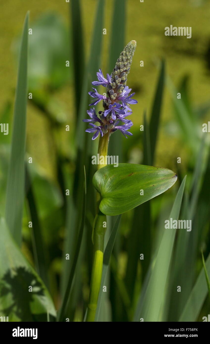 North american weed hi-res stock photography and images - Alamy