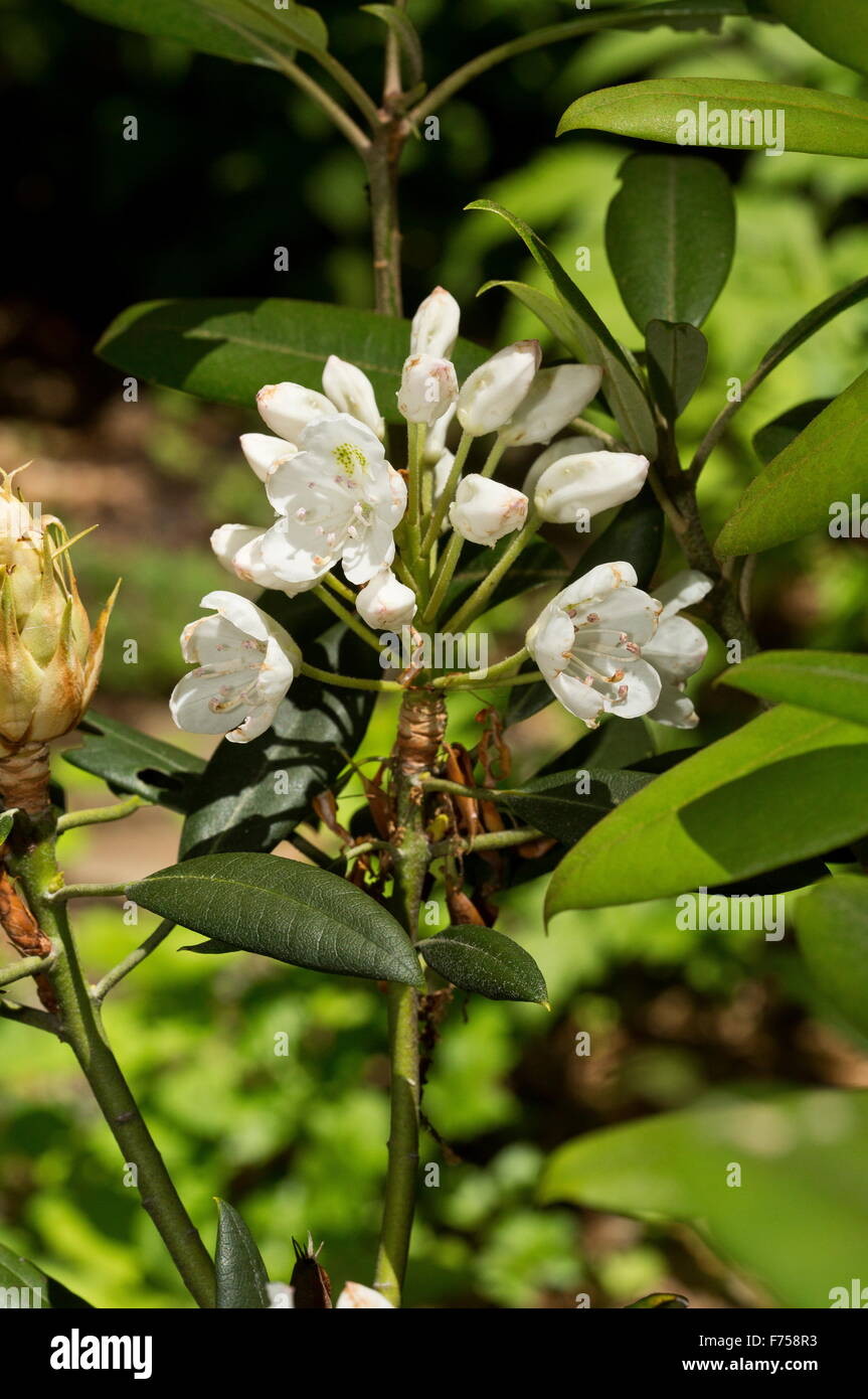 Great laurel, great rhododendron in flower; Appalachians, eastern USA ...