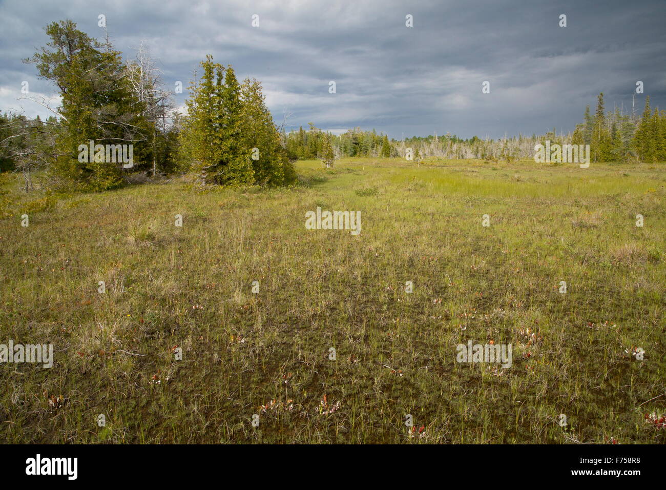The Dorcas Fen at Singing Sands, Dorcas Bay, Bruce Peninsula National ...