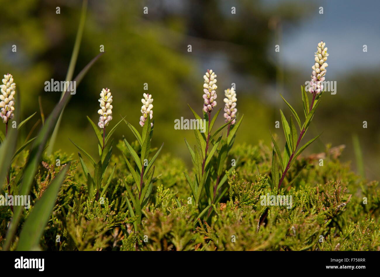 Senega snakeroot hi-res stock photography and images - Alamy