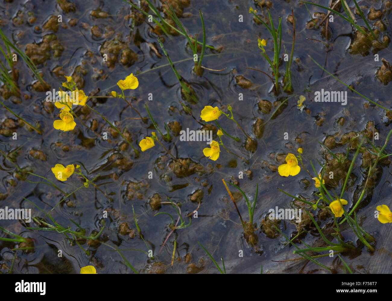 Flat leaved bladderwort hi-res stock photography and images - Alamy