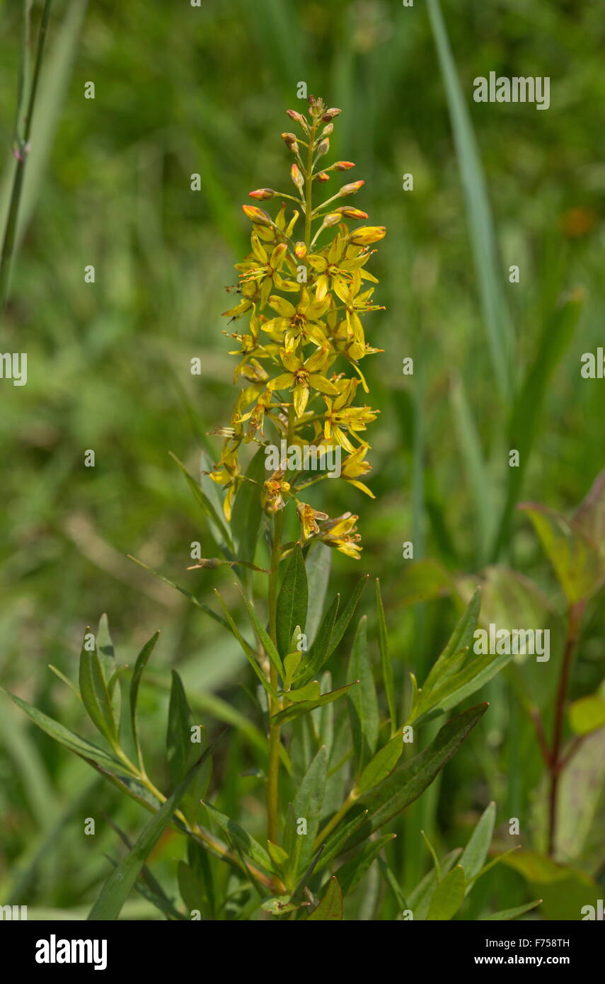 Lysimachia terrestris hi-res stock photography and images - Alamy