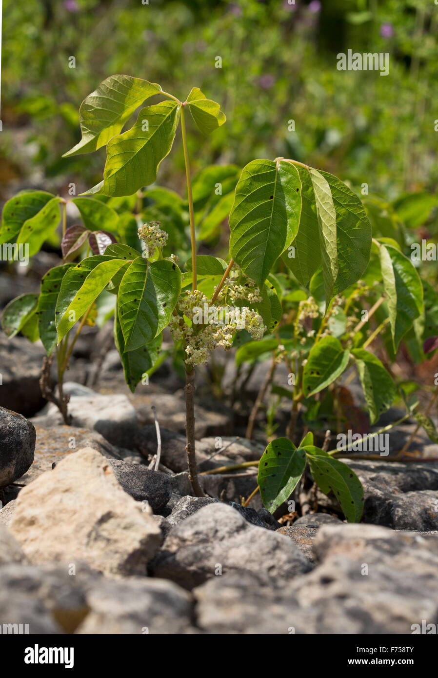 Poison ivy flowers hi-res stock photography and images - Alamy