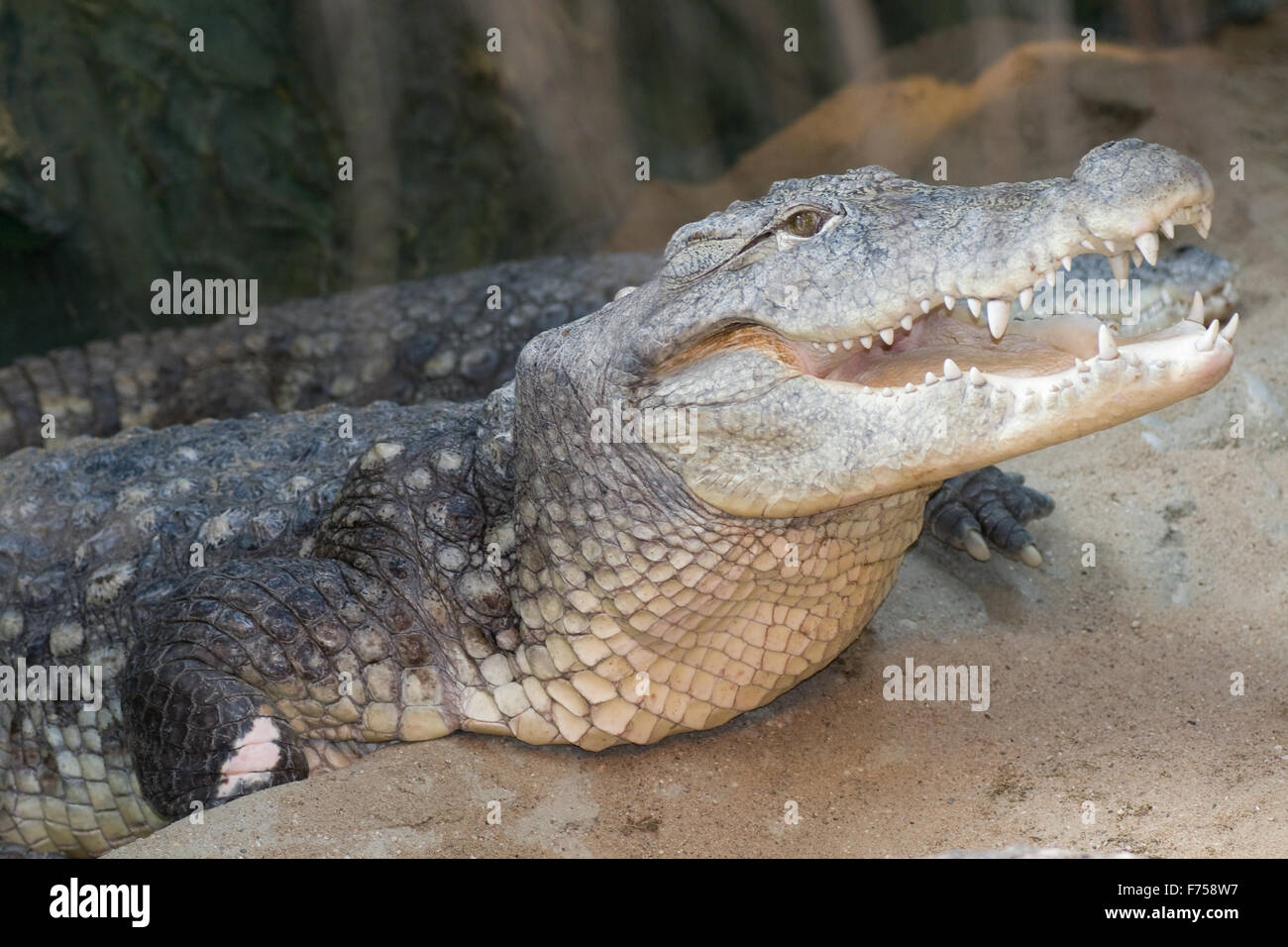 Tusk shell hi-res stock photography and images - Alamy