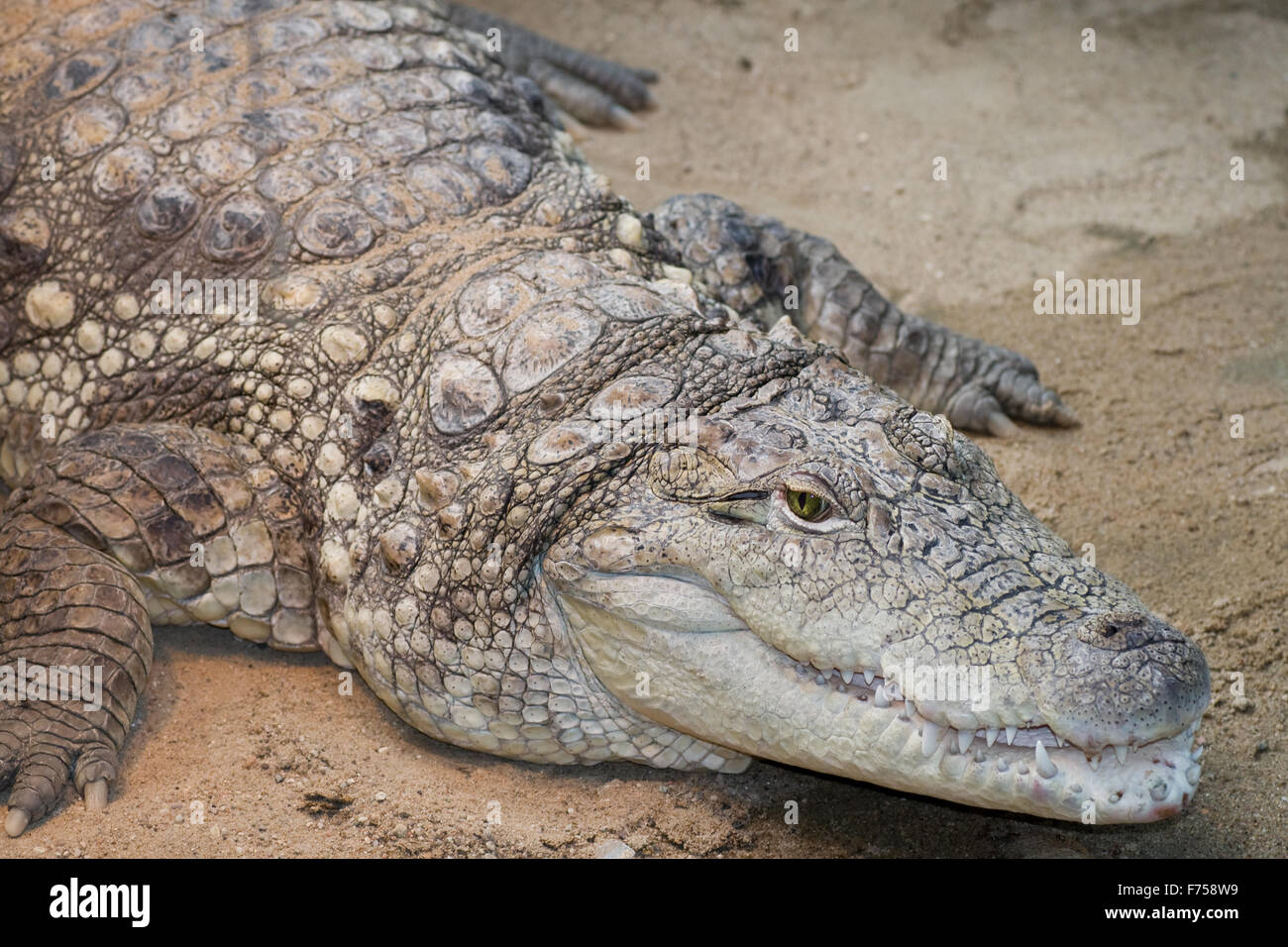 Alligator claw hi-res stock photography and images - Alamy