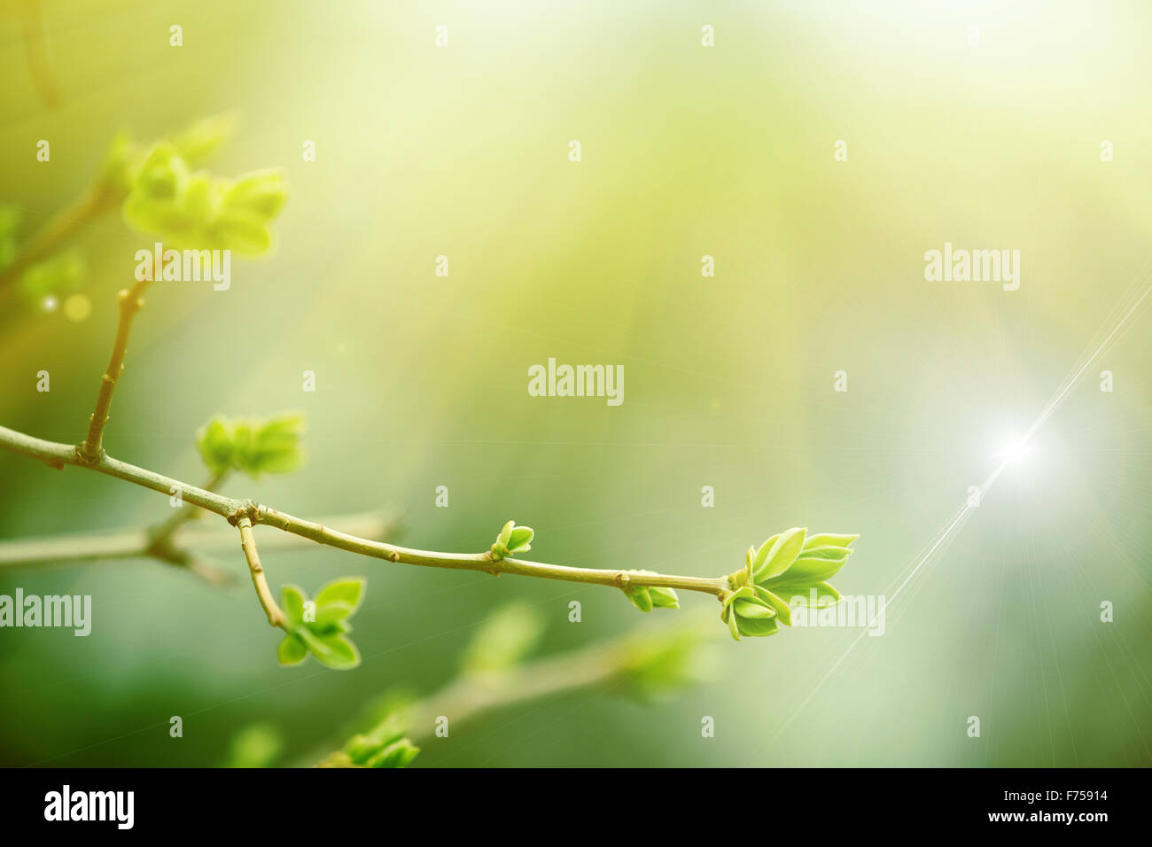 Fairy tale green hi-res stock photography and images - Alamy